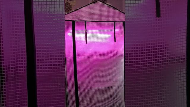 Домашний парничок для рассады #садоводство