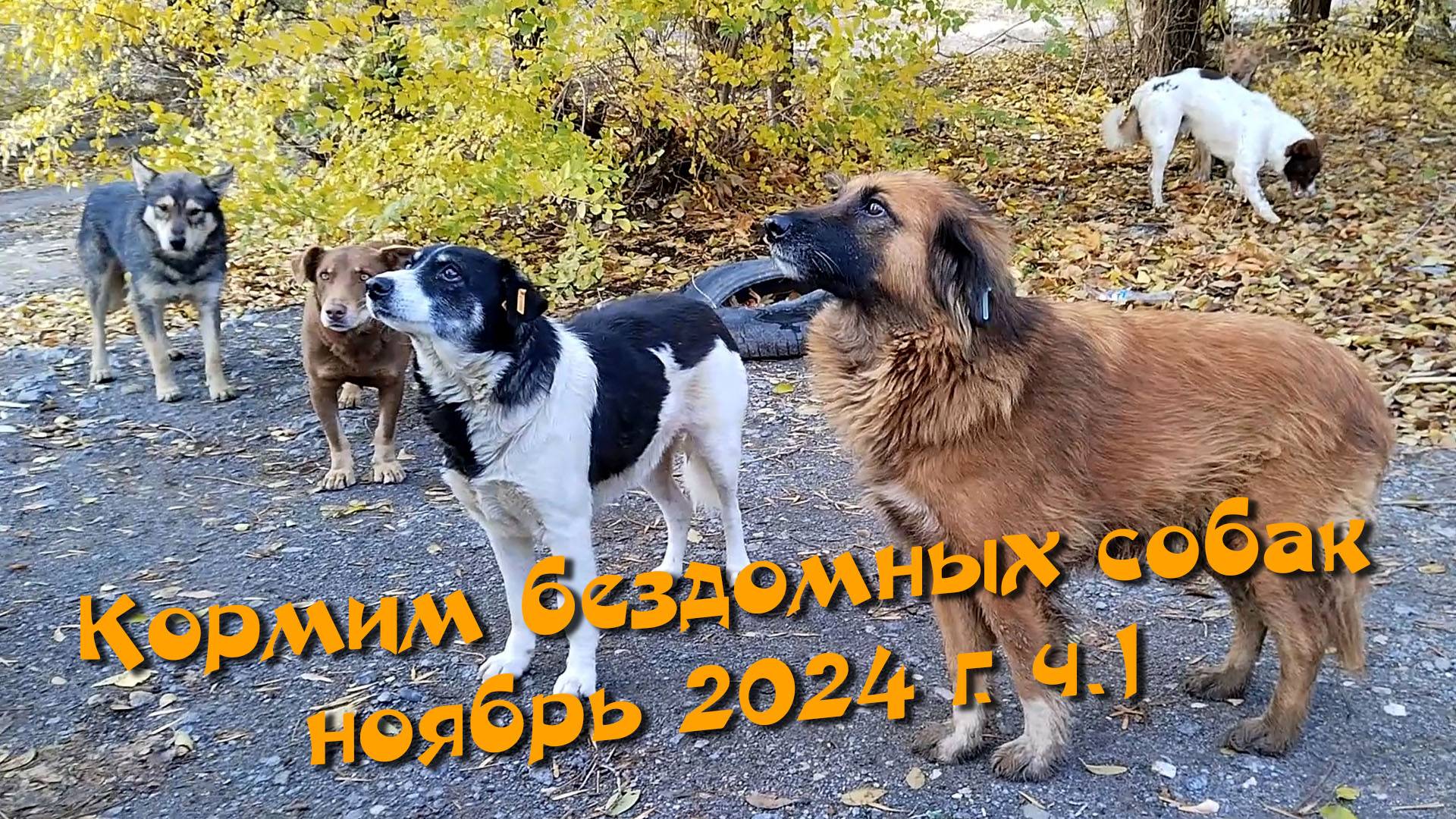 Кормим бездомных собак. Ноябрь 2024 г. ч.1