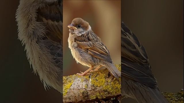 Звуки Чириканья Воробьев. Воробьи чирикают