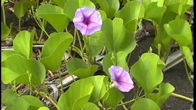 Вануату. Остров