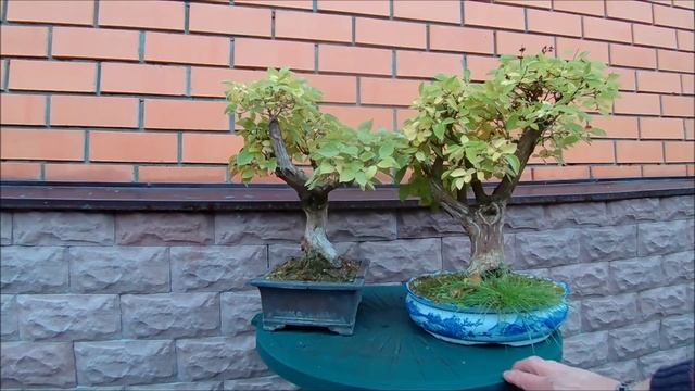 Бонсай осень 2024 год нарезка сюжетов 1 часть