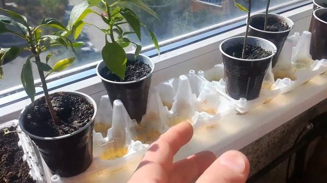 Упаковка из под яиц для рассады. От канала Мы из Краснодара