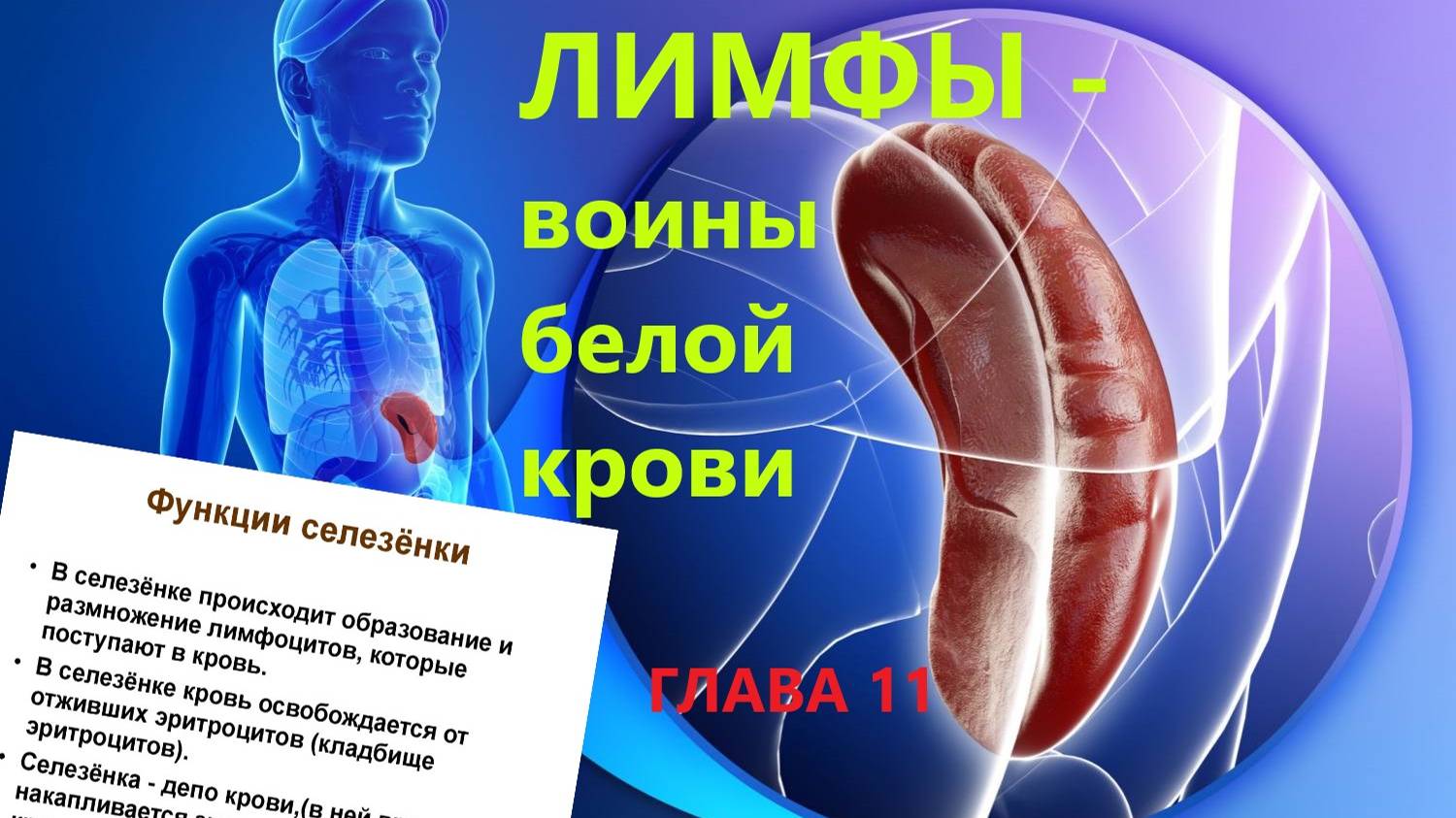 Лимфы. Воины белой крови. Глава 11. Селезенка. В плену у своих.