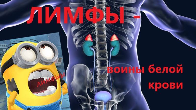 Лимфы. Воины белой крови. Глава 12. Почки. Фильтрация. Это конец?