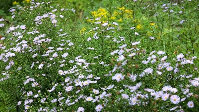 Никитский ботанический сад. Открытие выставки почтовых марок