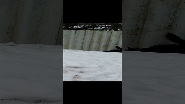 Утро, и мои коты на улице