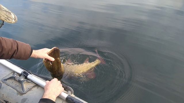 Щука 8400 в январе 25-го