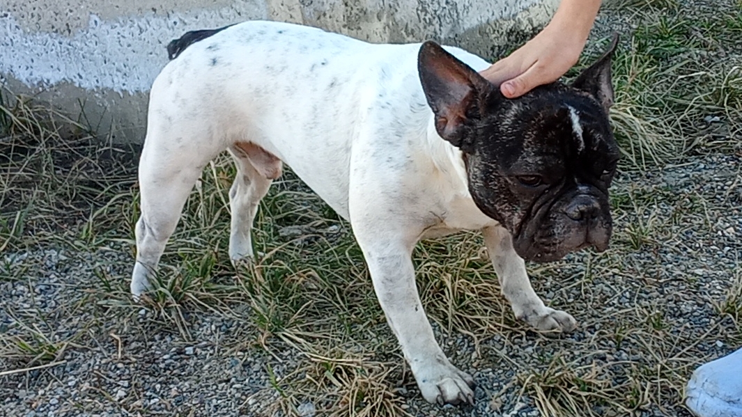 смешные животные 2 часть