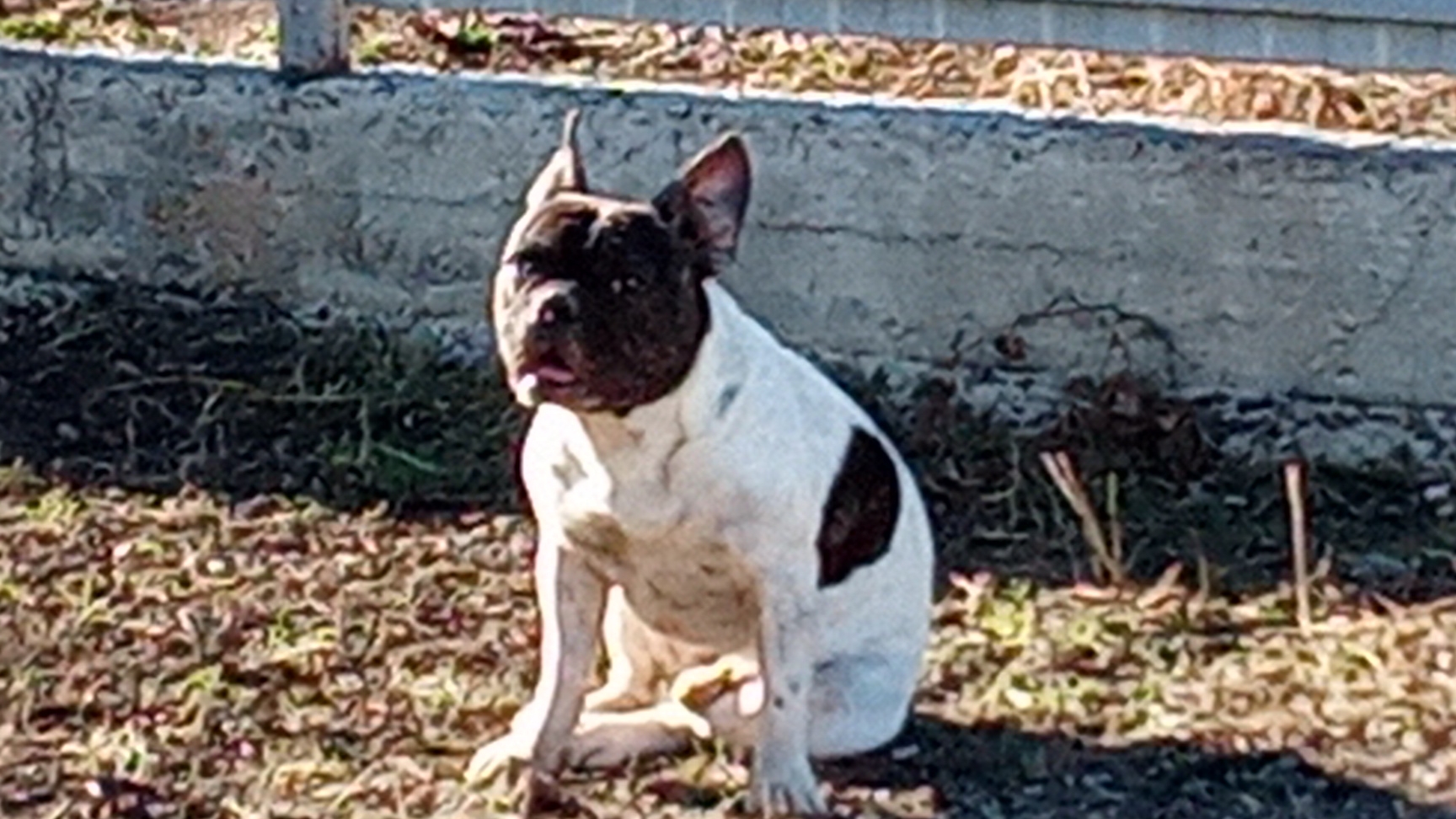 смешные животные часть 3