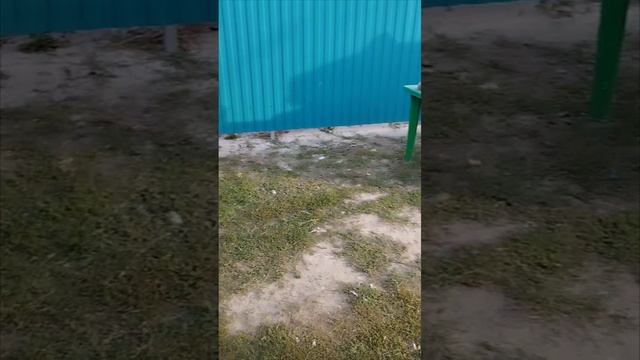 Жарим картошку на большой сковороде.