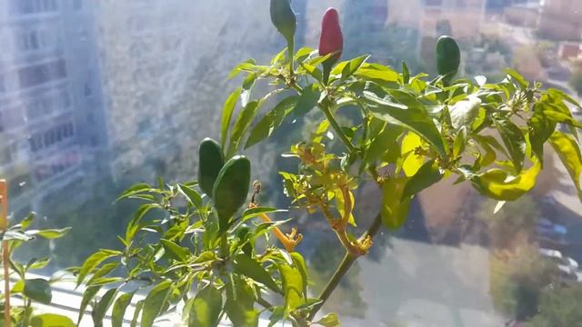 Карликовый острый перец на балконе. как вырастить перец дома. От канала Мы из Краснодара