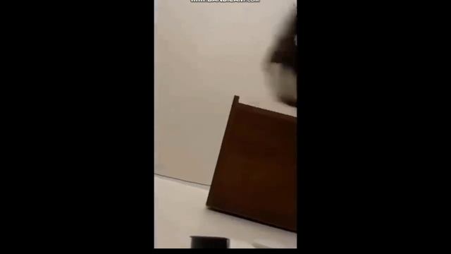 смешные котики