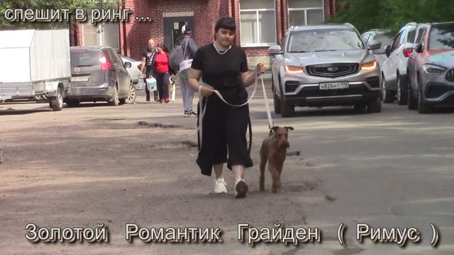 Ирландские терьеры :  Римус впервые в ринге . Выставка собак , июнь 2024