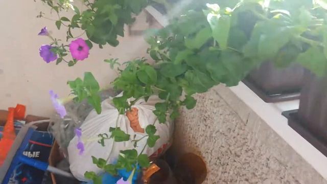 Петунья на балконе. Как вырастить петунью дома. от канала Мы из Краснодара