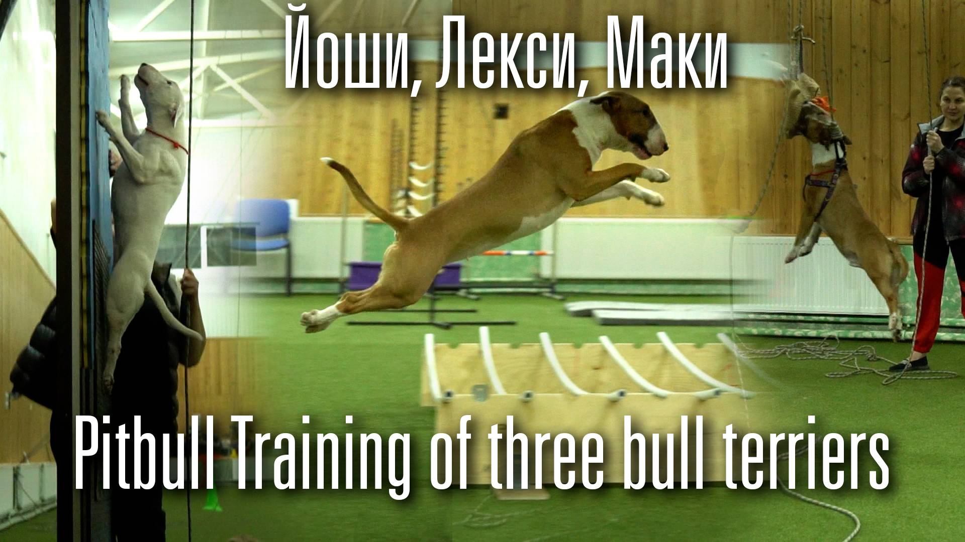 Пит-стафф тренировка трёх бультерьеров #СпортДляСобак #ТренировкаПитбуля