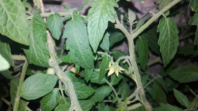 Ночные растения. как ведут себя домашние растения ночью. От канала Мы из Краснодара