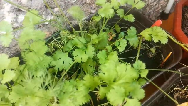 Укроп, петрушка, базилик в домашних условиях. От канала Мы из Краснодара