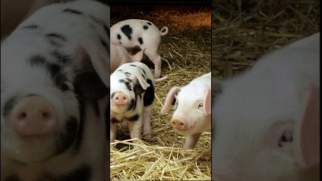 Поросята Визжат и Хрюкают. Звуки Поросят. Хрюканье и Визг Поросят