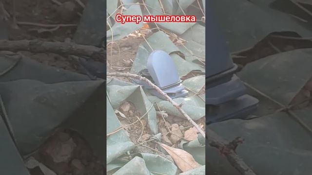 Супер мышеловка. Лучшее средство от мышей. Как избавиться от мышей. Мы из Краснодара