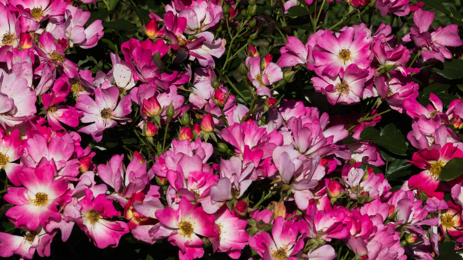 Розы Дрифт Айвори и Дрифт Пинк Цветение