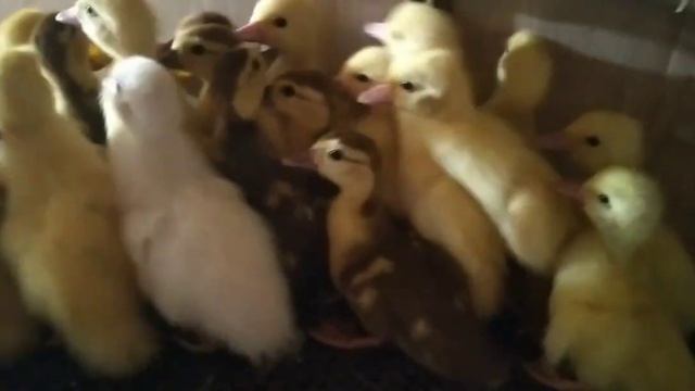 ПЕРЕПЕЛЯТА ,УТЯТА ,ЦЫПЛЯТА (Повышаем поголовья будем расширяться).mp4