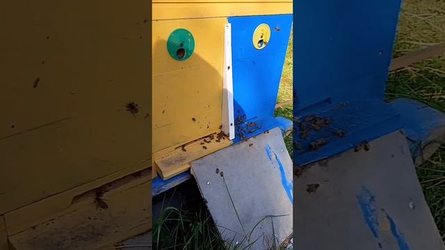 #бакфаст _Двухматочное пчеловодство