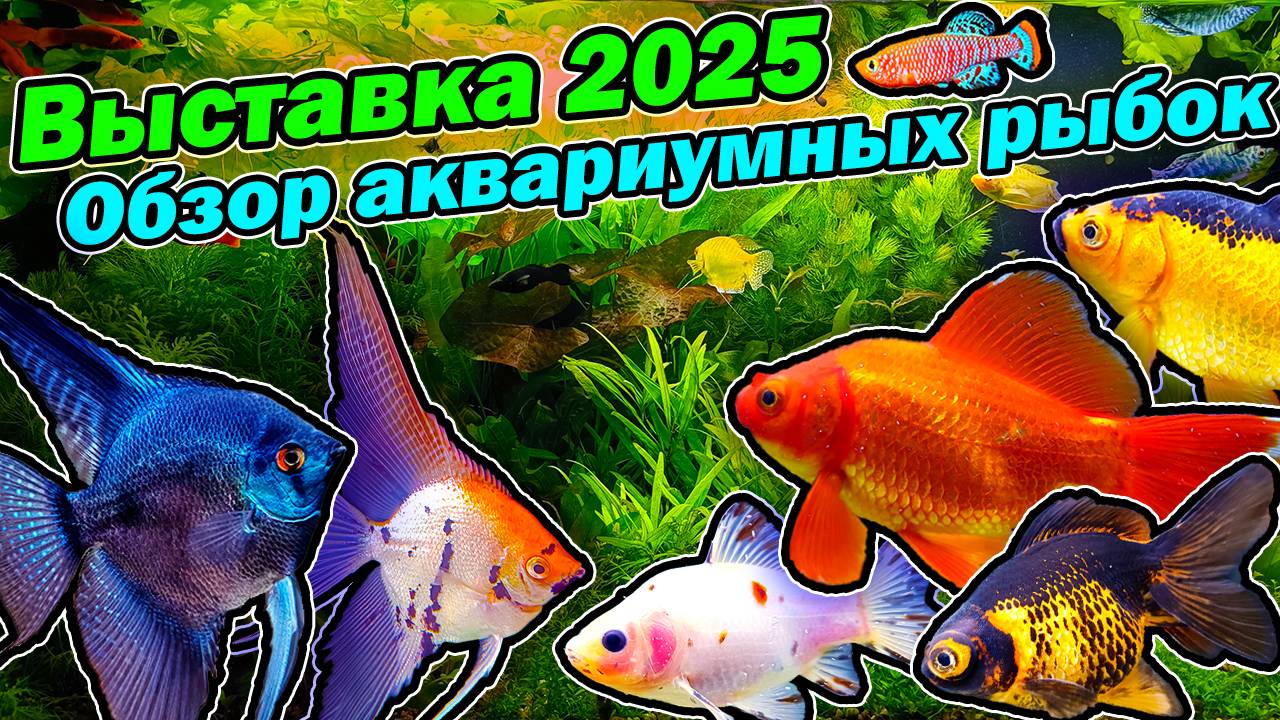 Выставка 2025 Подробный обзор аквариумных рыбок и акваскейпов