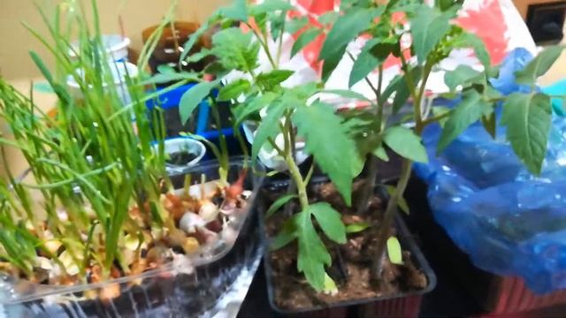 Перцы, пережившие зиму. От канала Мы из Краснодара