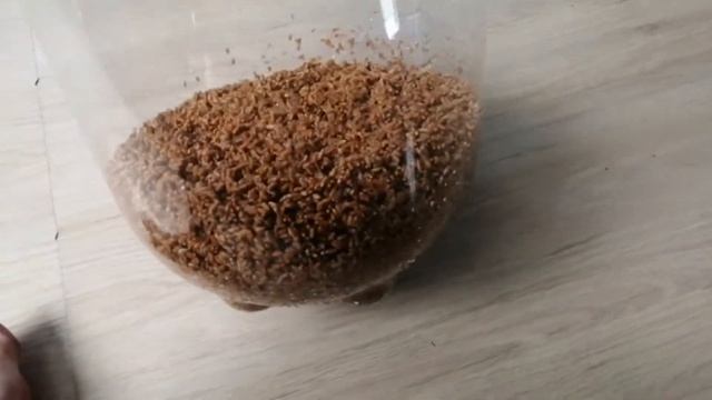 Брага на пшенице. Самый простой рецепт браги. От канала Мы из Краснодара