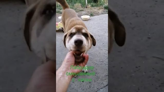 лабрадор, хаски, мы из Краснодара