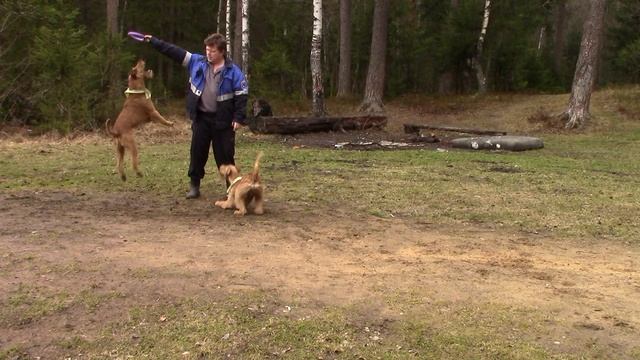 Ирландские терьеры : ПУЛЛЕР-тренировка 2016