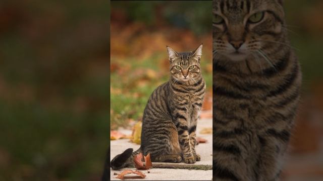 Звук Злого Кота. Агрессивные Кошачьи Звуки, Шипение, Рычание, Мяуканье