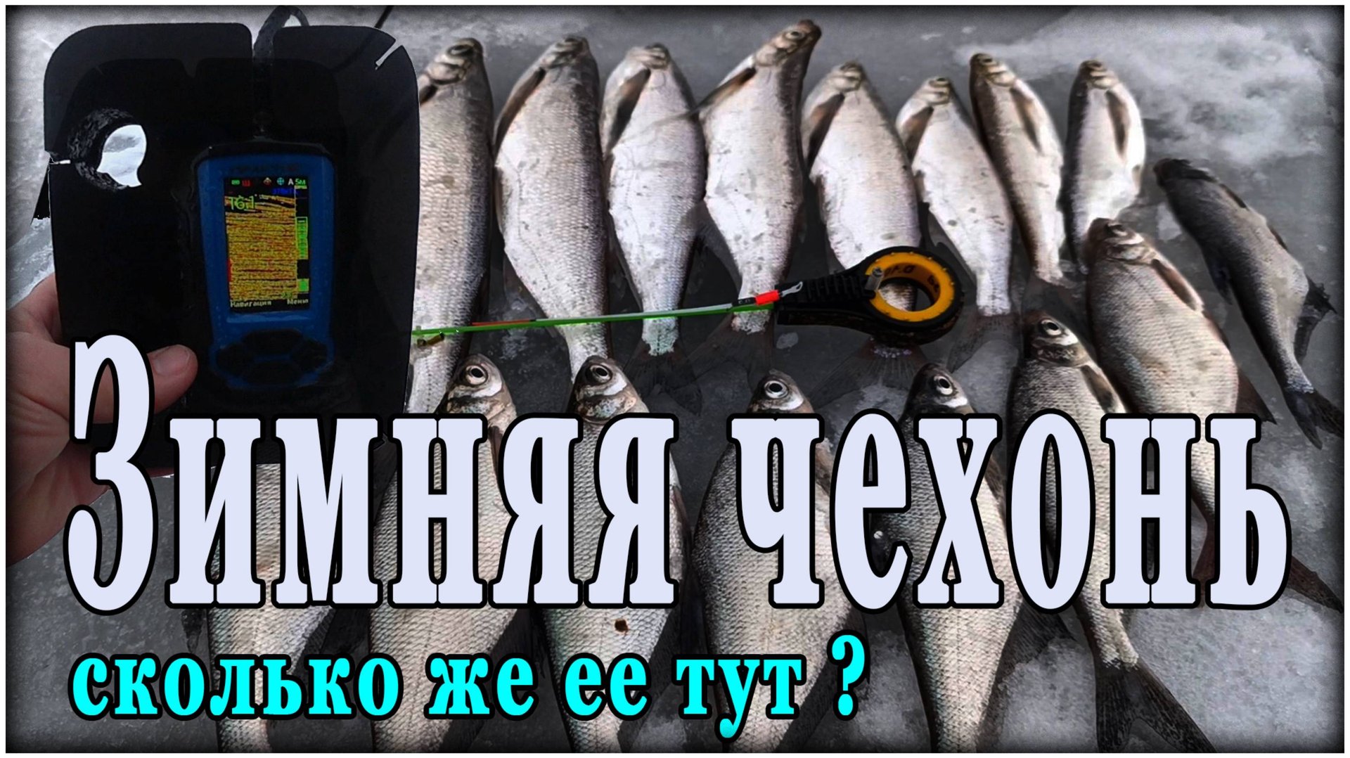 Зимняя чехонь на реке Волга. Эхолот забит рыбой. Ловля чехони и синца зимой.
