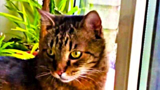 Любимые будни кота Кузьмы