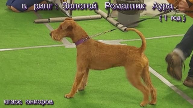 Ирландские терьеры : Малышка  Аура в ринге .   Выставка  собак 2025