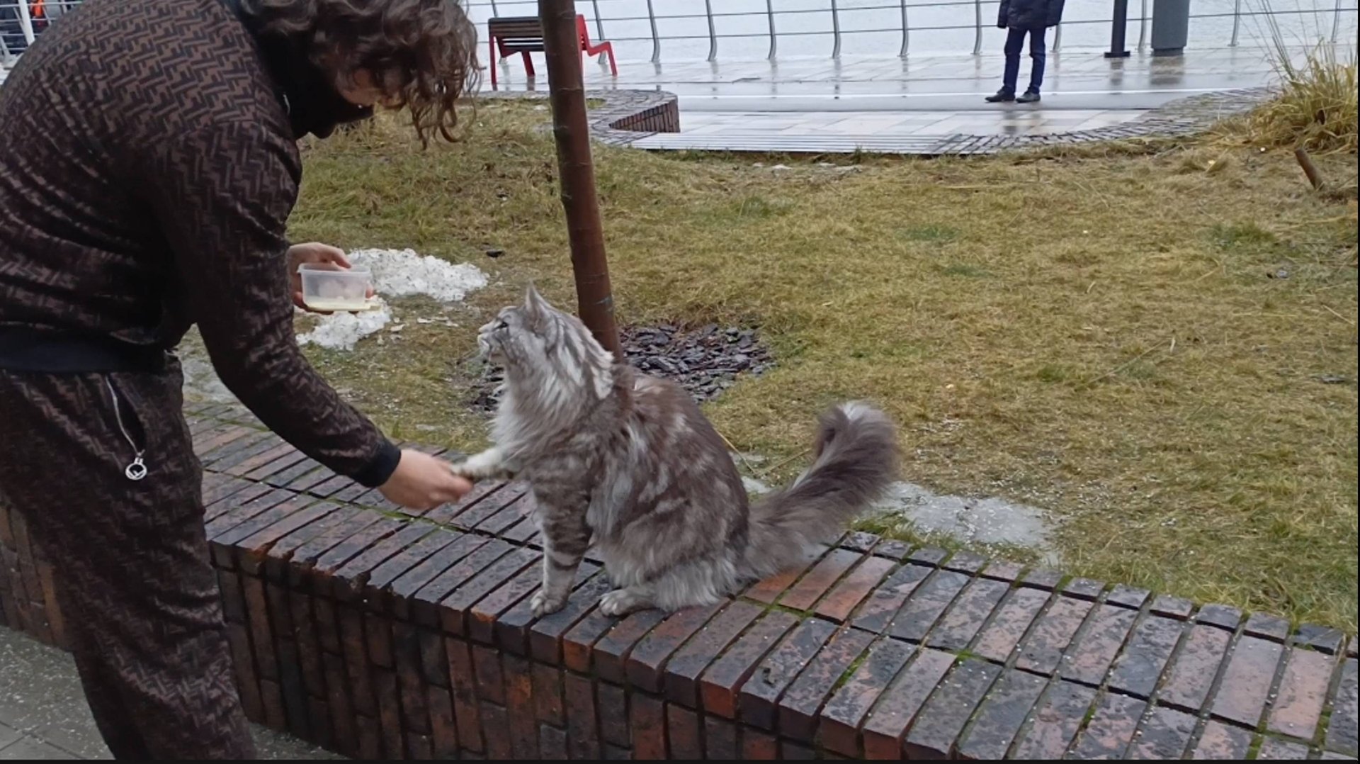 Красавчик Мейн-Кун на прогулке милый котик даёт лапу хозяину и выполняет команды.