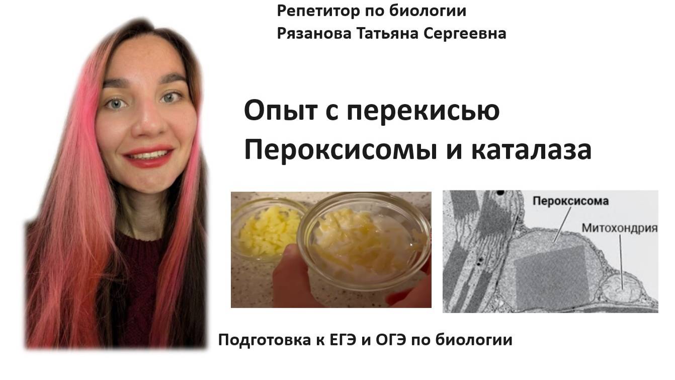 Ученица сделала опыт с картошкой, что получилось?