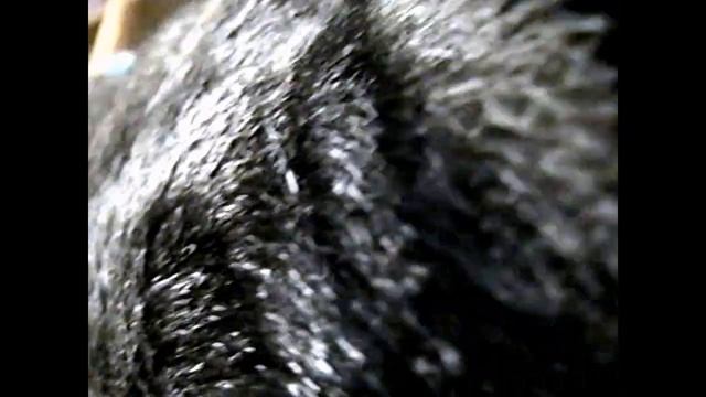 2010.11 - Кот мешает ремонтировать монитор