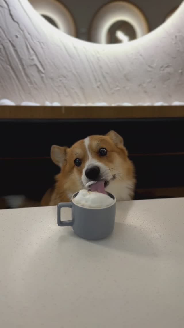 Счастливый корги  #коржмарти #корги #юмор #corgi #dog #funny