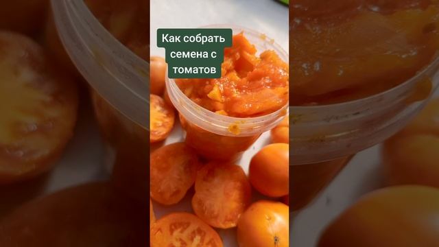 Как собрать семена томатов. Очень коротко