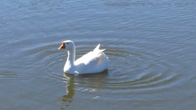 2021 - Ярославский зоопарк