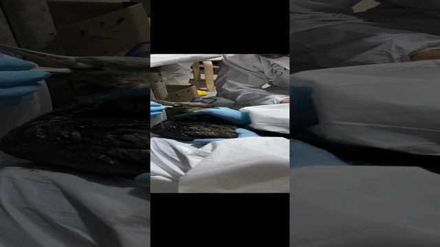 Чистка клюва от мазута.