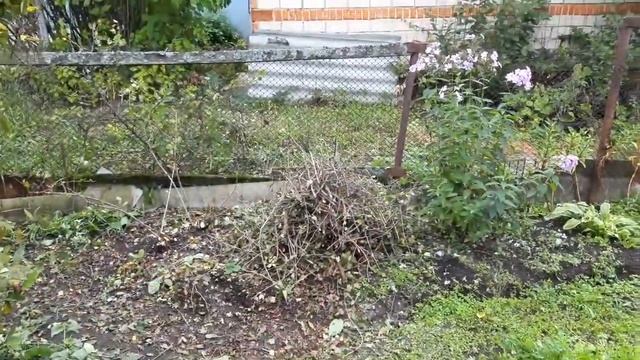 Мой муж ужасный перфекционист! Как мы дали крыжовнику вторую жизнь