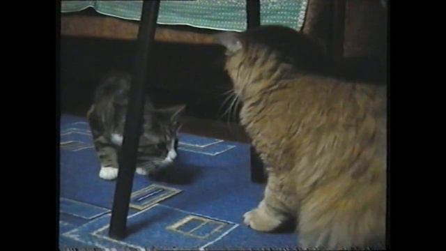 2010.01 - Принесли другого кота