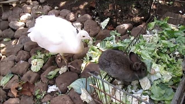 Куда пойти с детьми в Будве? Зоопарк-кафе! 3 причины придти сюда! Цены на обеды в кафе зоопарка