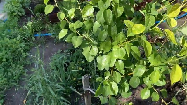 Желтеют листья груши. Старый  дедовский  способ работает! Что делаю я от хлороза