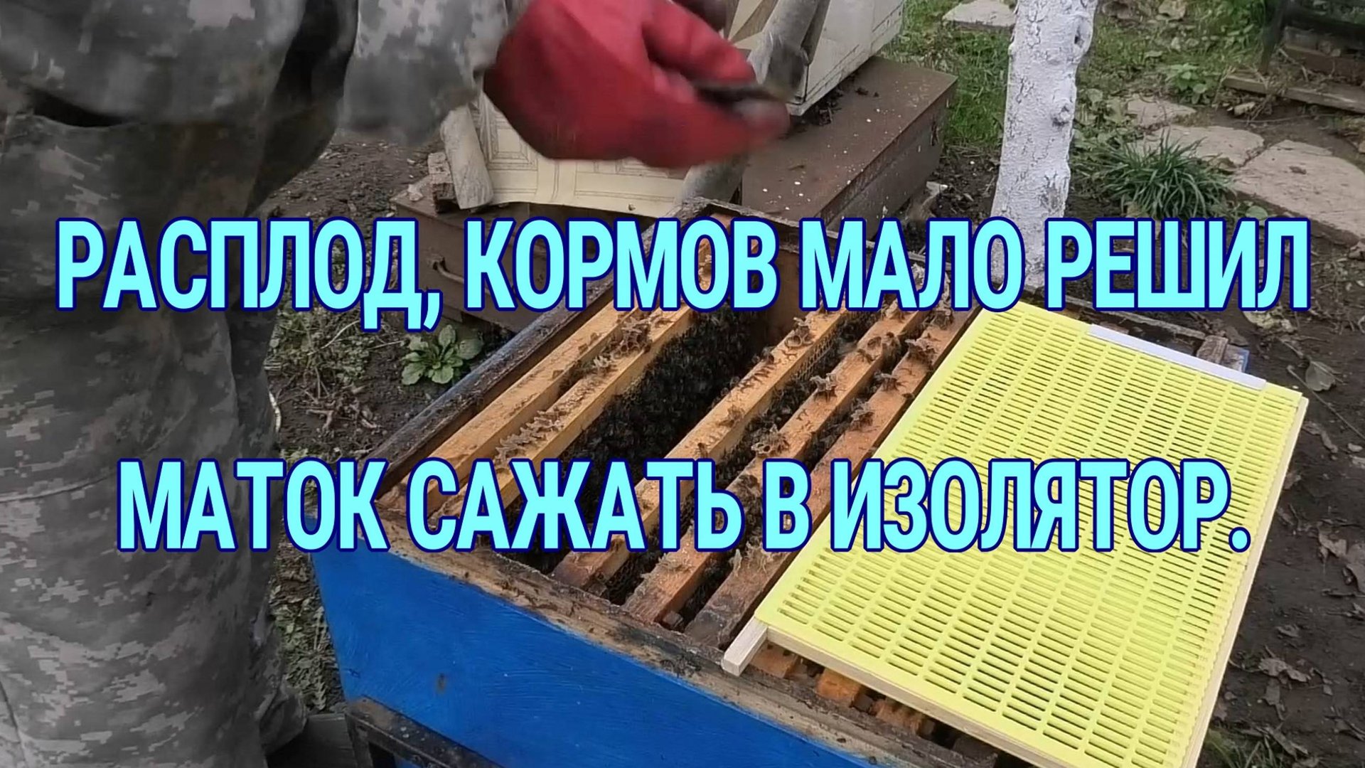 СНЕЖНЫЕ ПЧЁЛЫ