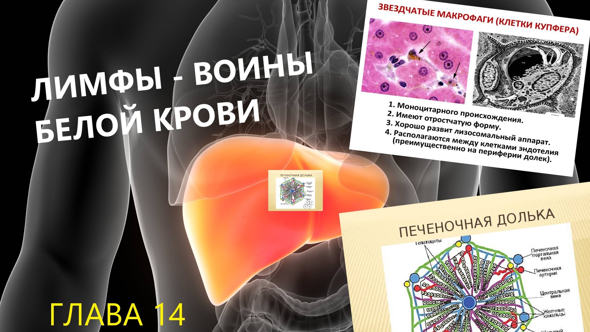 Лимфы. Воины белой крови. Глава 14. Как попасть в печень?