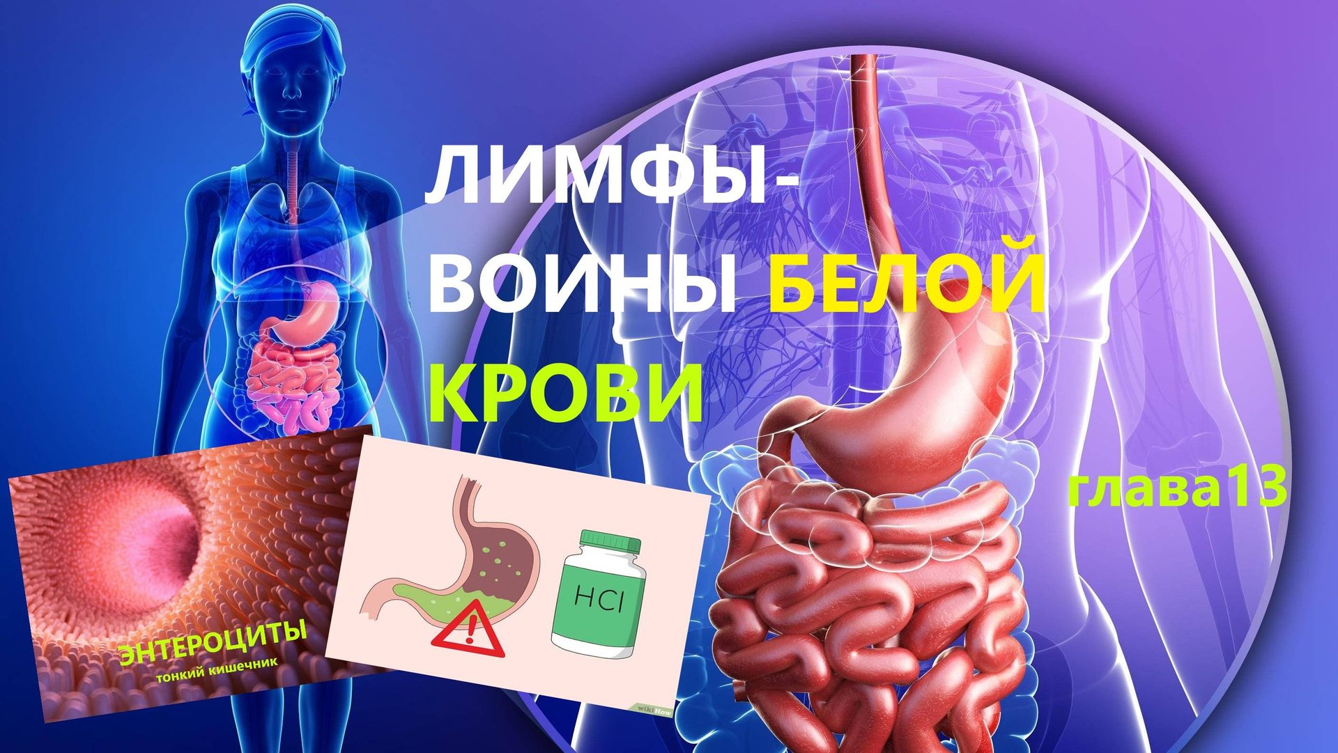 Лимфы. Воины белой крови. Глава 13. Желудок вам не кишка.