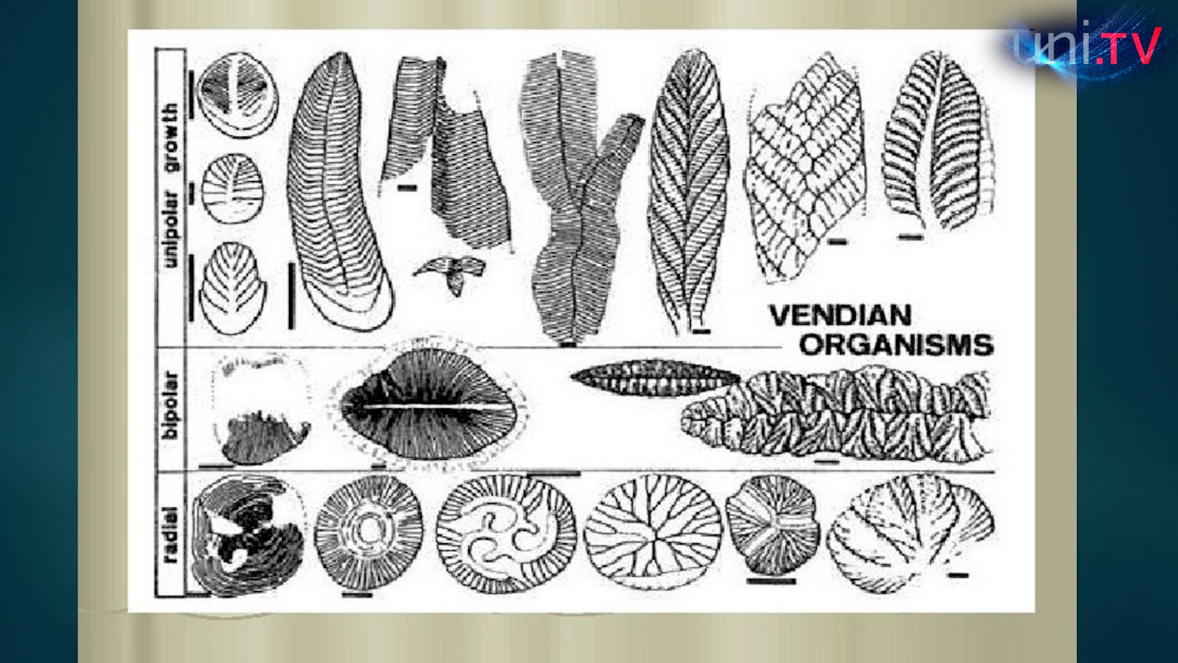 На лекции об эволюции жизни на Земле